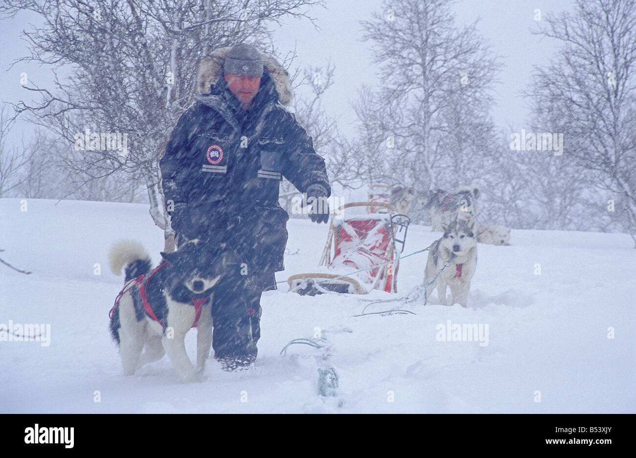 huskies - in snow storm Stock Photo - Alamy