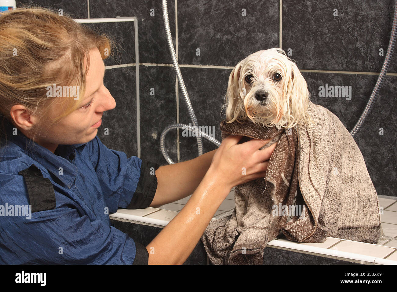 Maltese dog - being dried Stock Photo - Alamy