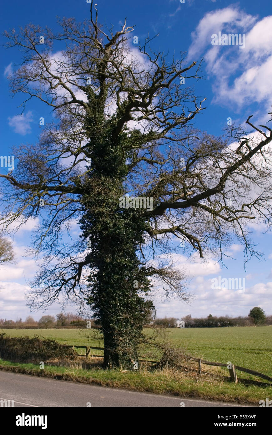 Quercus oak tree winter hi-res stock photography and images - Alamy