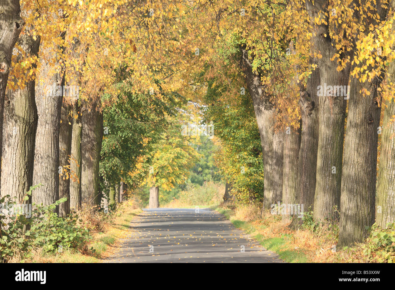 Old lime trees lane in autumn Tilia cordata Stock Photo - Alamy