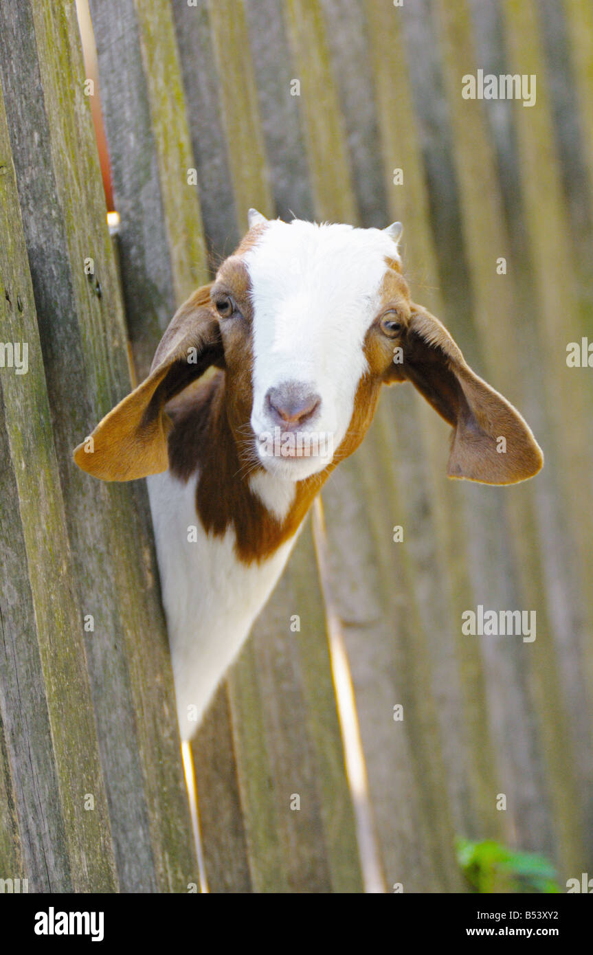 goat looking through fence Stock Photo - Alamy