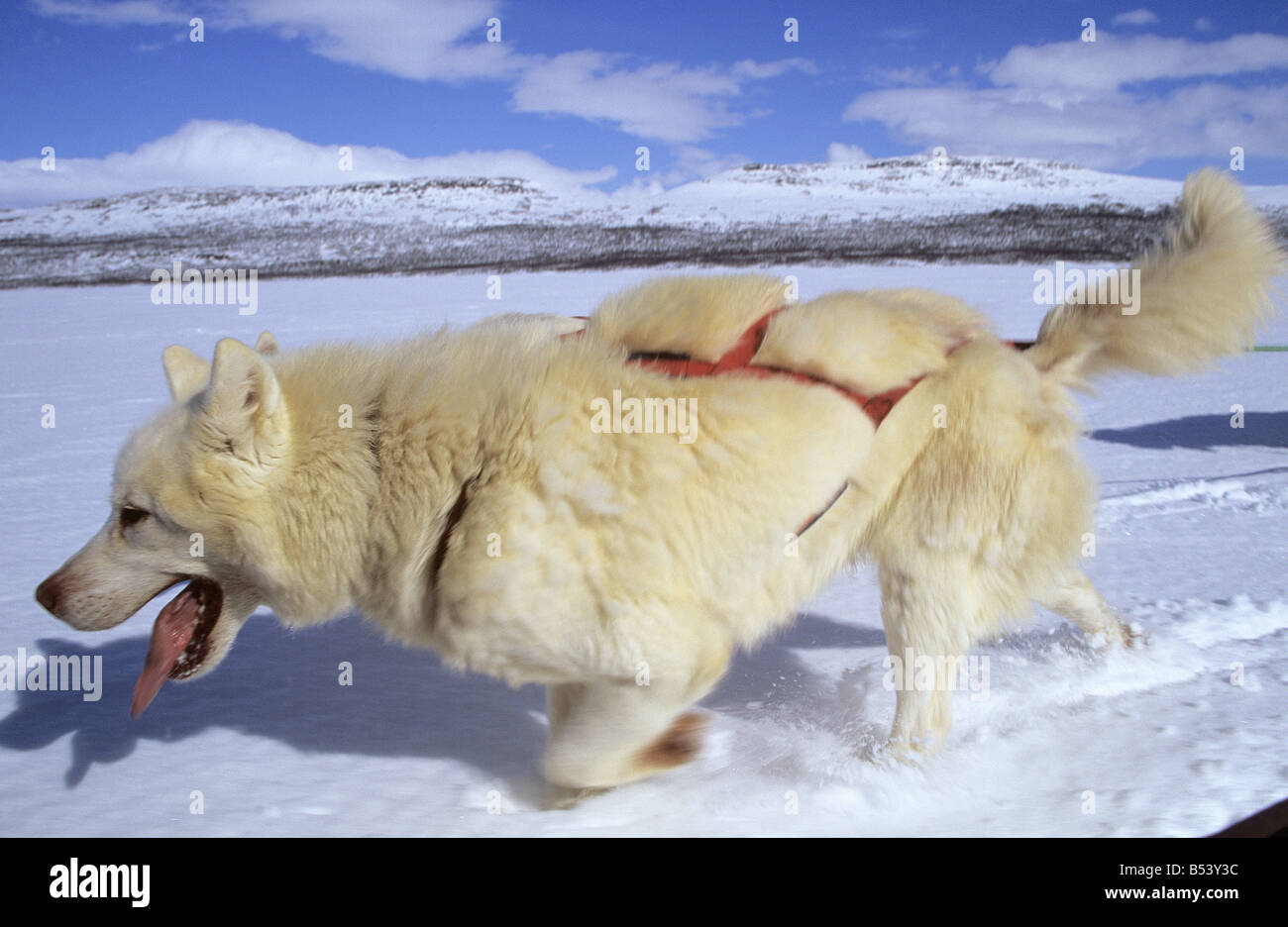 husky - pulling sledge Stock Photo - Alamy