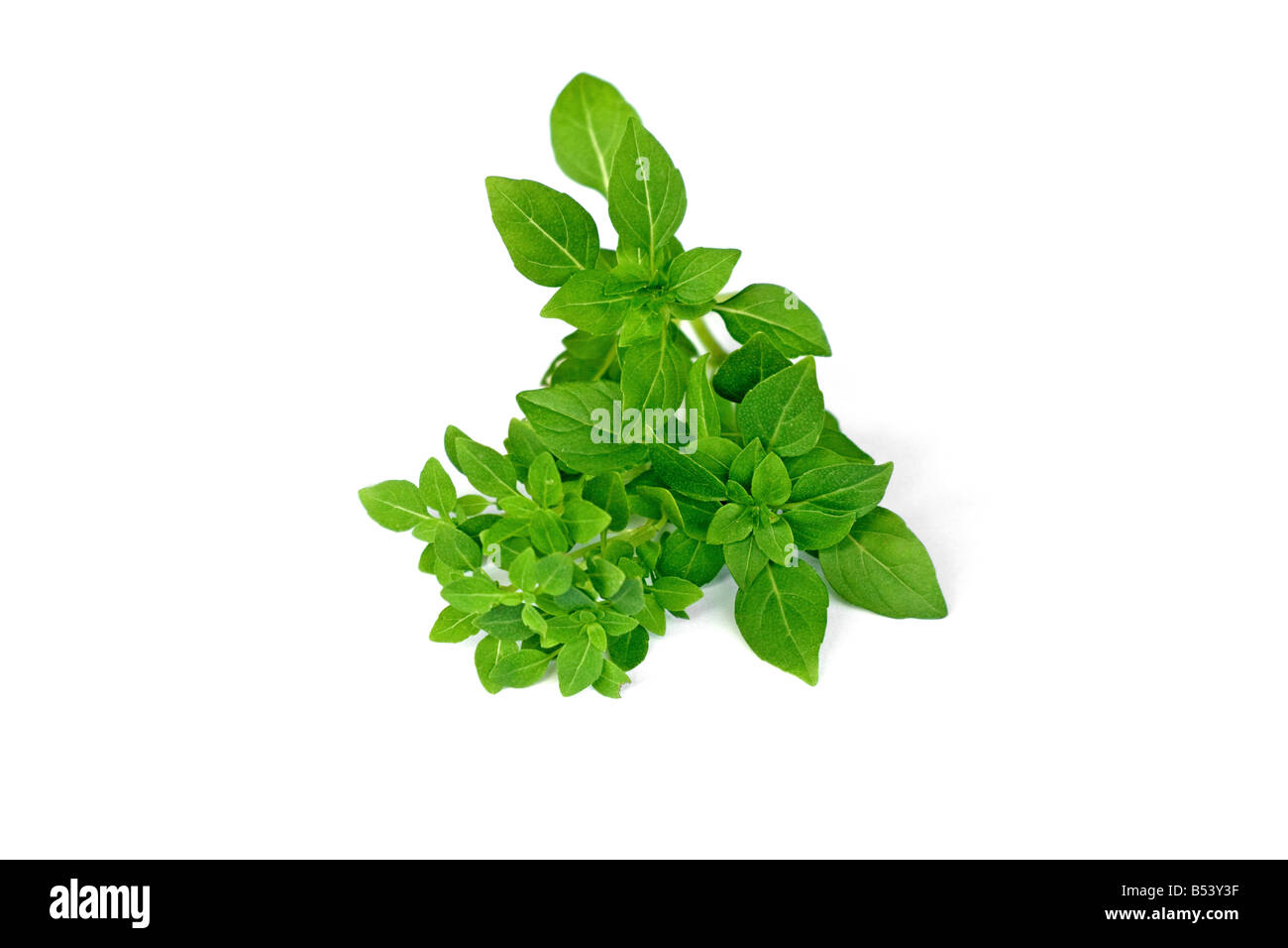 Fresh cut basil leaves hi-res stock photography and images - Alamy