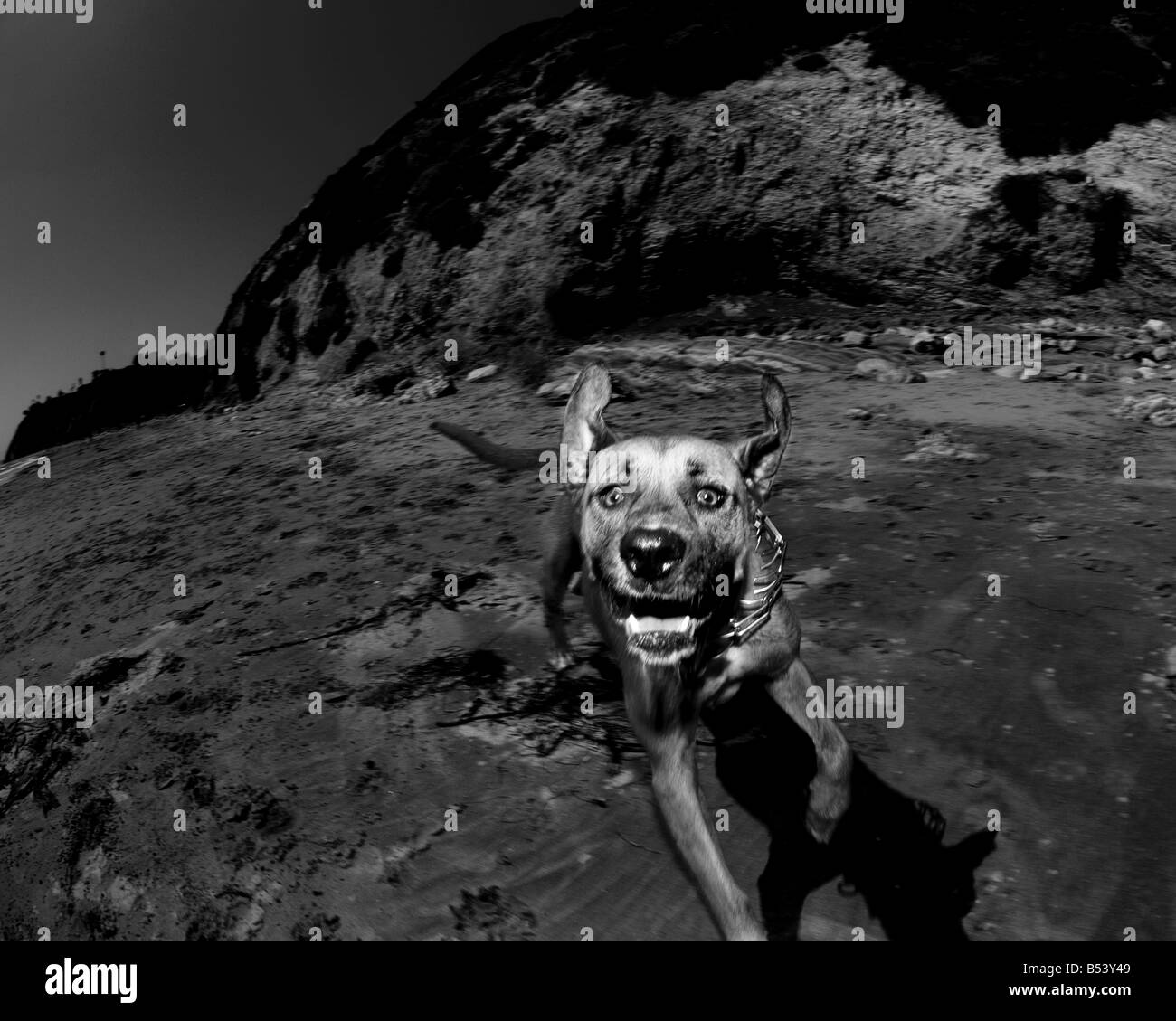 Dog angry running Black and White Stock Photos & Images - Alamy