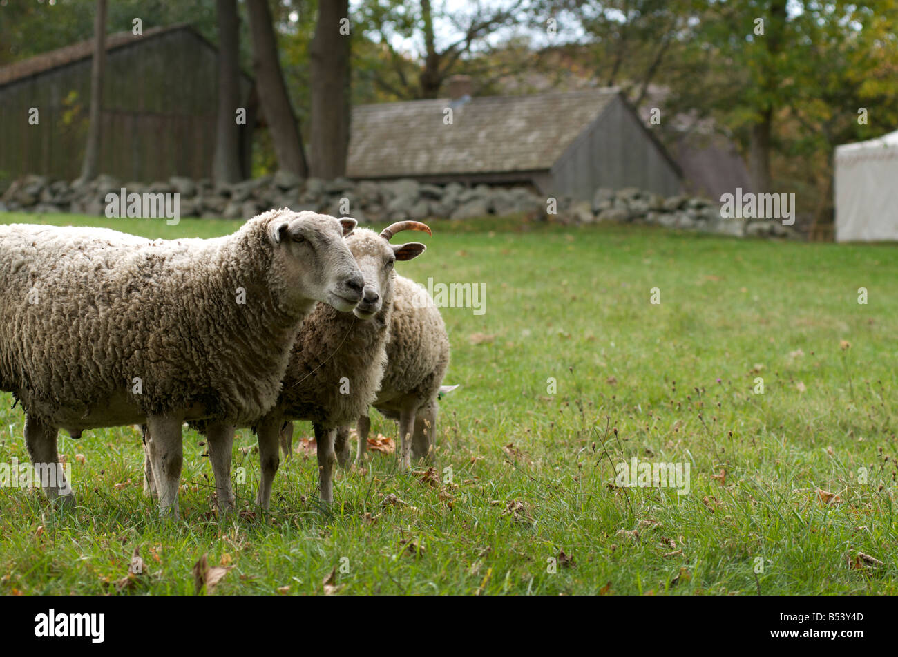 Multiple sheep hi-res stock photography and images - Alamy