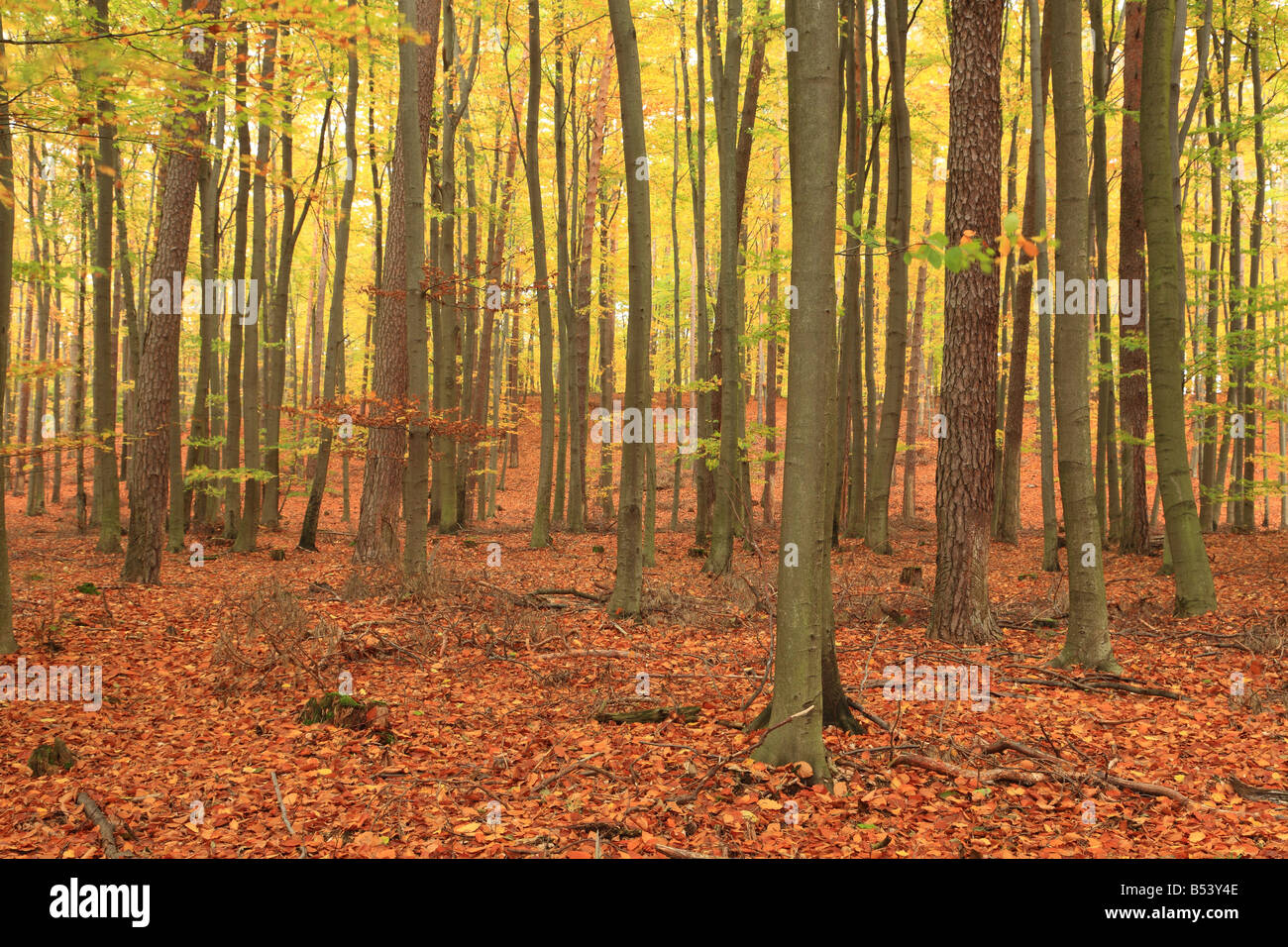 Beech forest in autumn Fagus sylvatica Stock Photo - Alamy