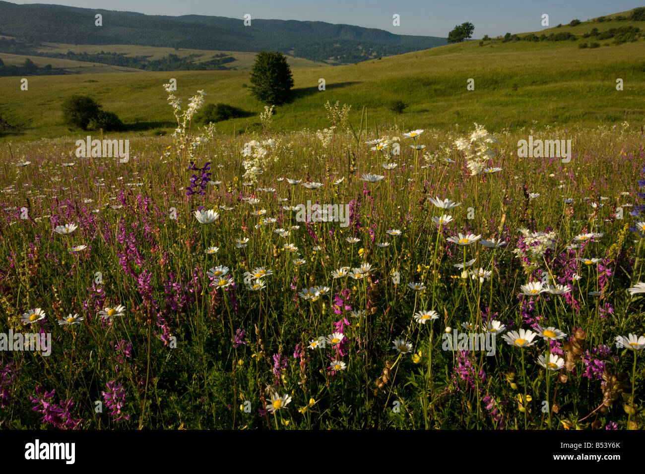 Baraolt romania hi-res stock photography and images - Alamy