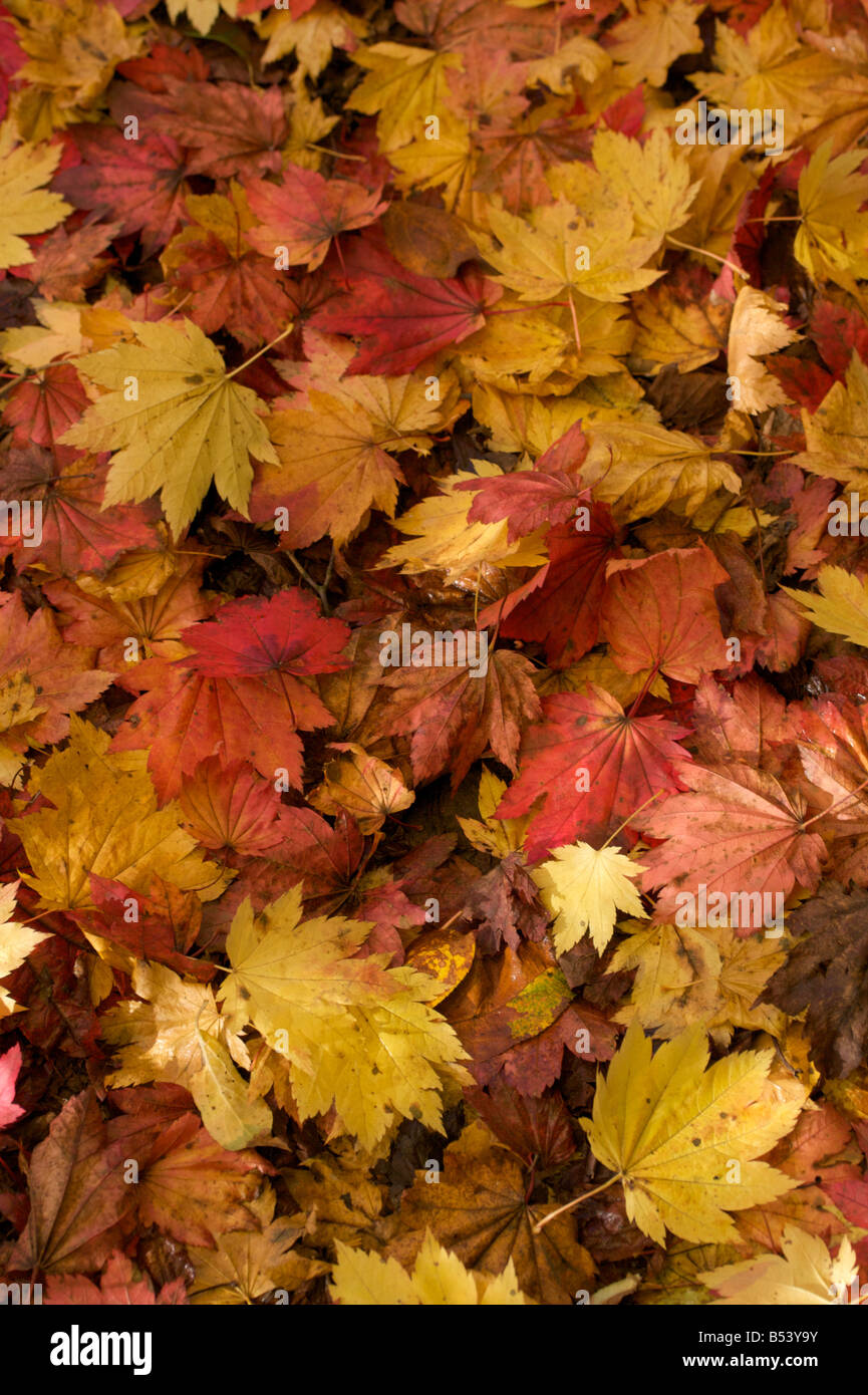 Autumn Fallen Leaves Stock Photo - Alamy