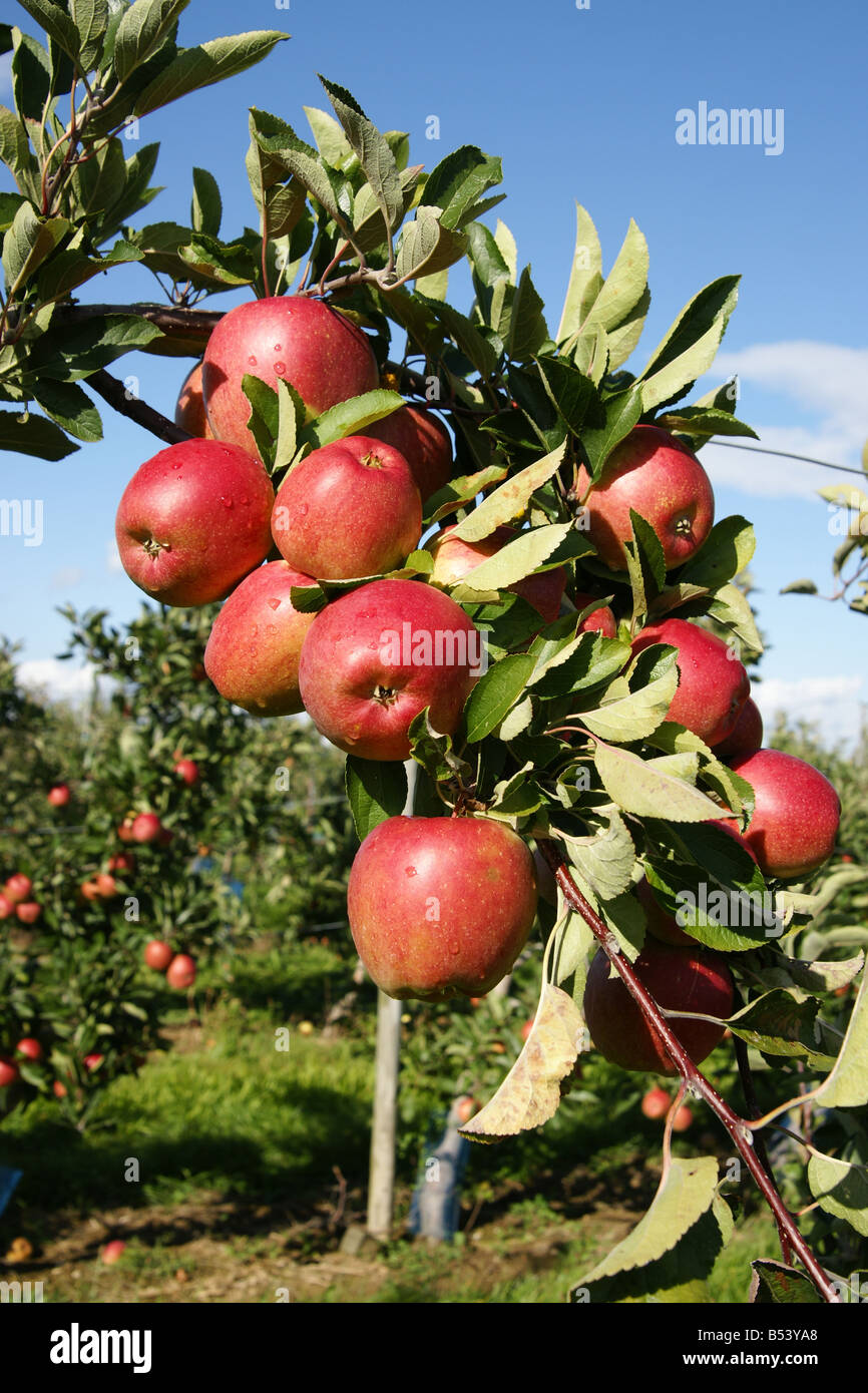 apples in the sun on tree branch Stock Photo - Alamy