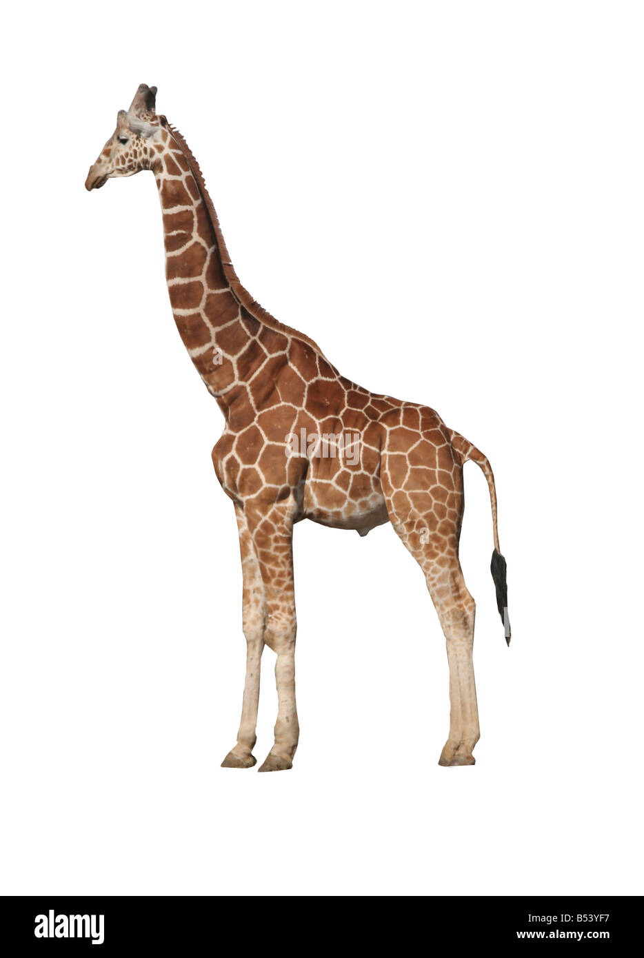reticulated giraffe cut out Stock Photo - Alamy
