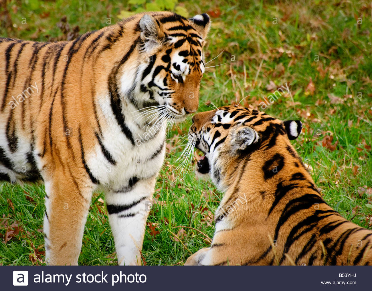 Angry Tiger High Resolution Stock Photography and Images - Alamy