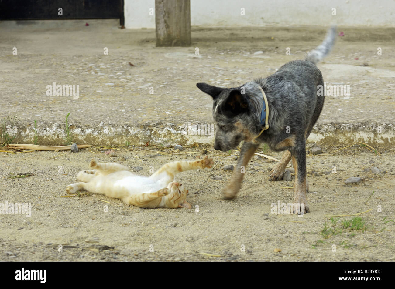 Cattle dog cat hi-res stock photography and images - Alamy