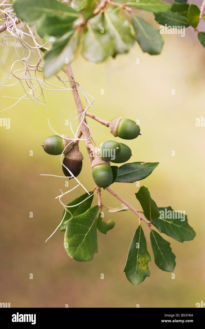 Acorn oak tree hi-res stock photography and images - Alamy