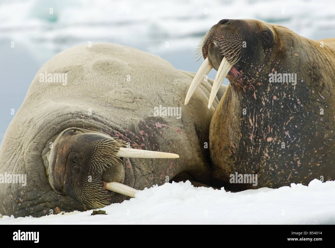 Two walrusses hi-res stock photography and images - Alamy