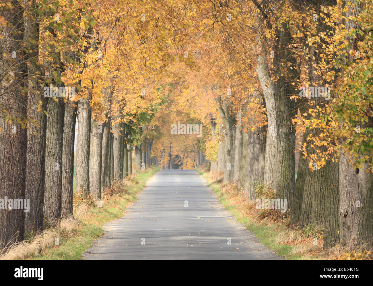 Old lime trees lane in autumn Tilia cordata Stock Photo - Alamy