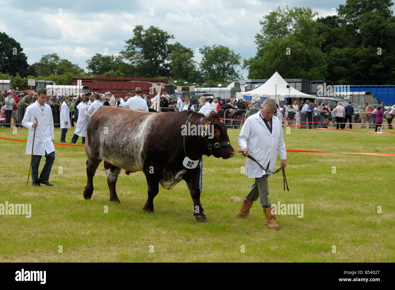Bulls in the judging ring at Northallerton Farmers Show Stock Photo - Alamy