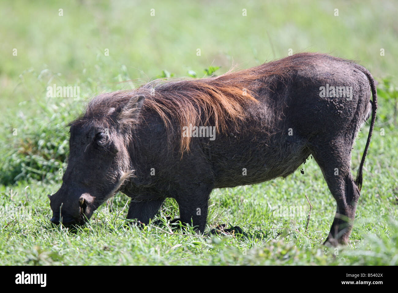 Warthog zambia wildlife hi-res stock photography and images - Alamy
