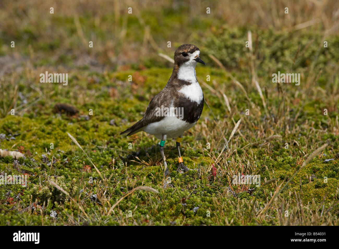 Dotterel hi-res stock photography and images - Alamy