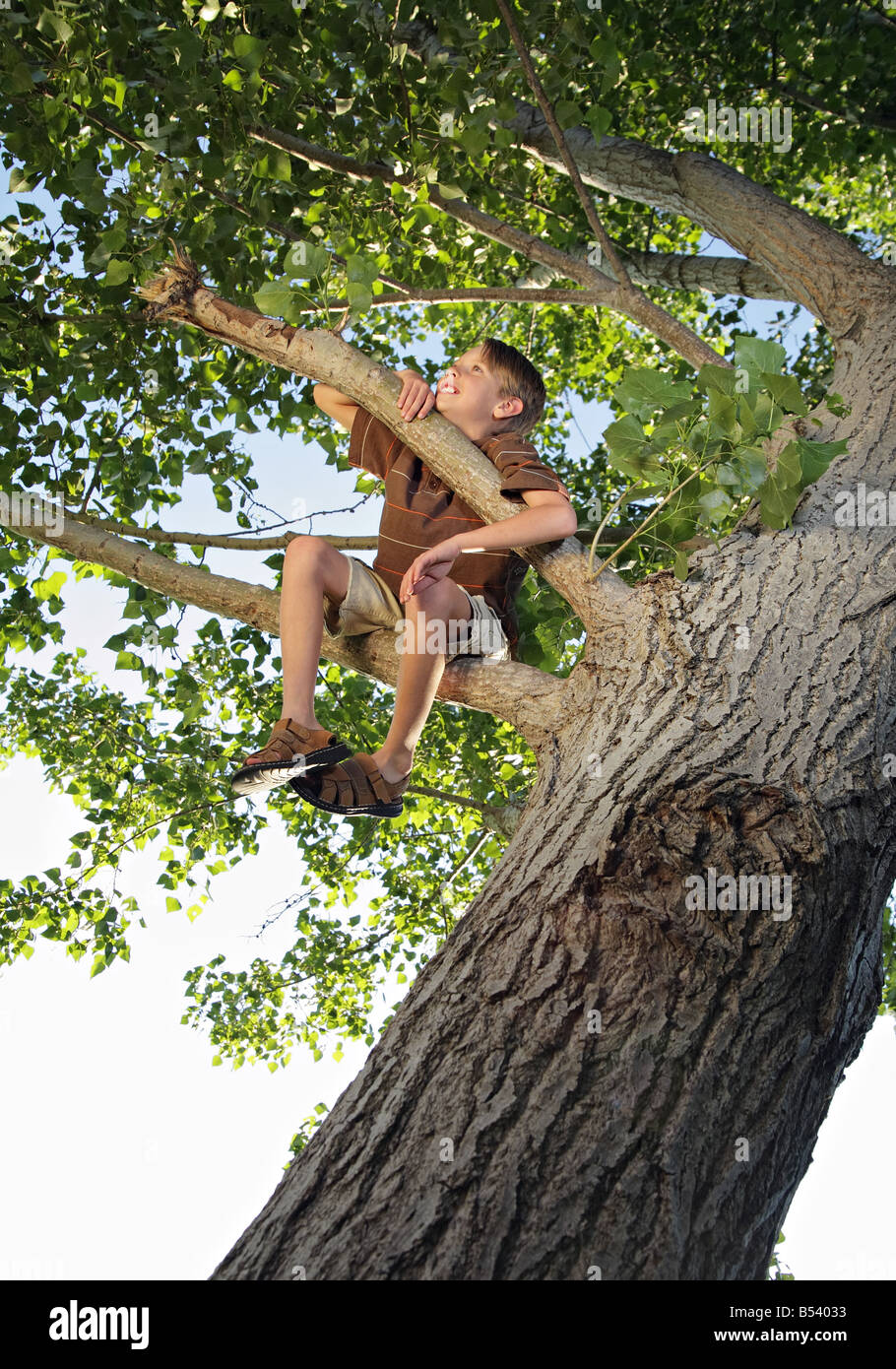 High up in a tree hi-res stock photography and images - Alamy