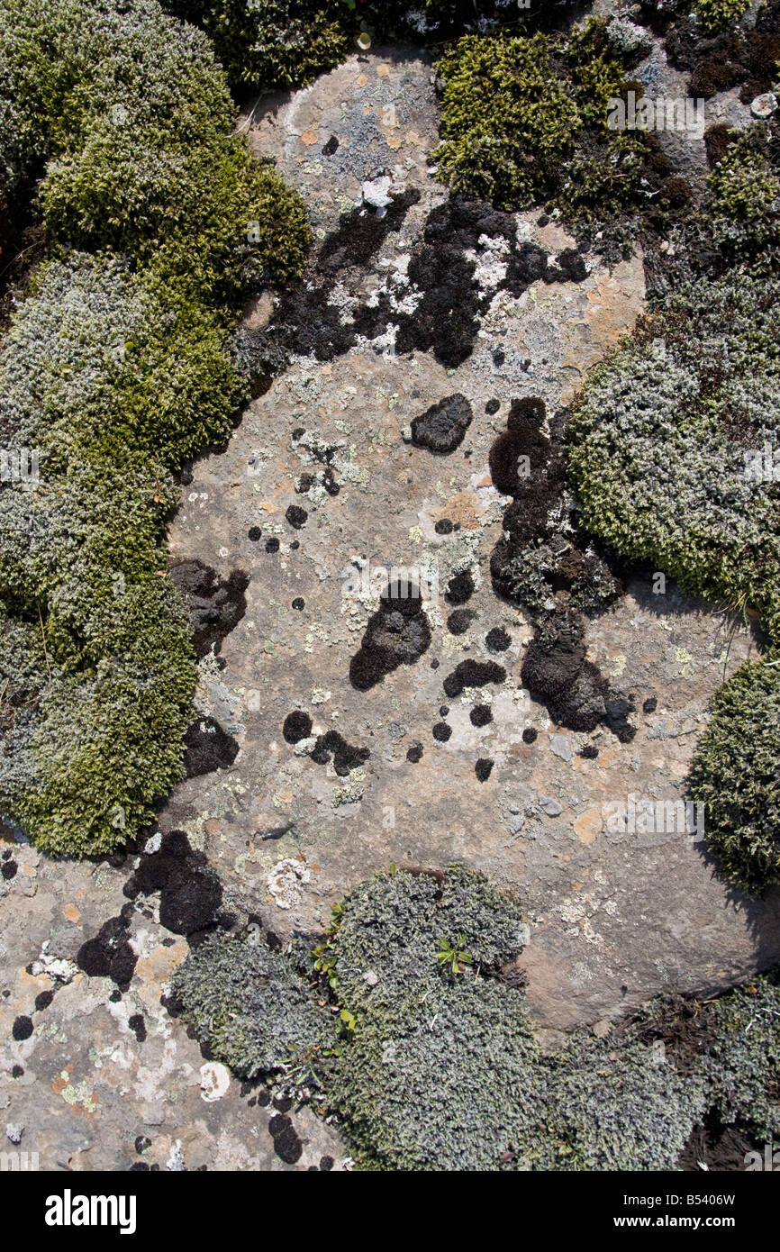 Vegetation on rock hi-res stock photography and images - Alamy