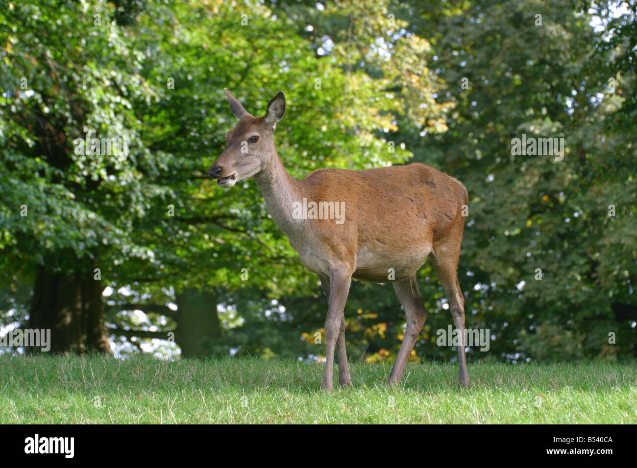 Red deer hind hi-res stock photography and images - Alamy