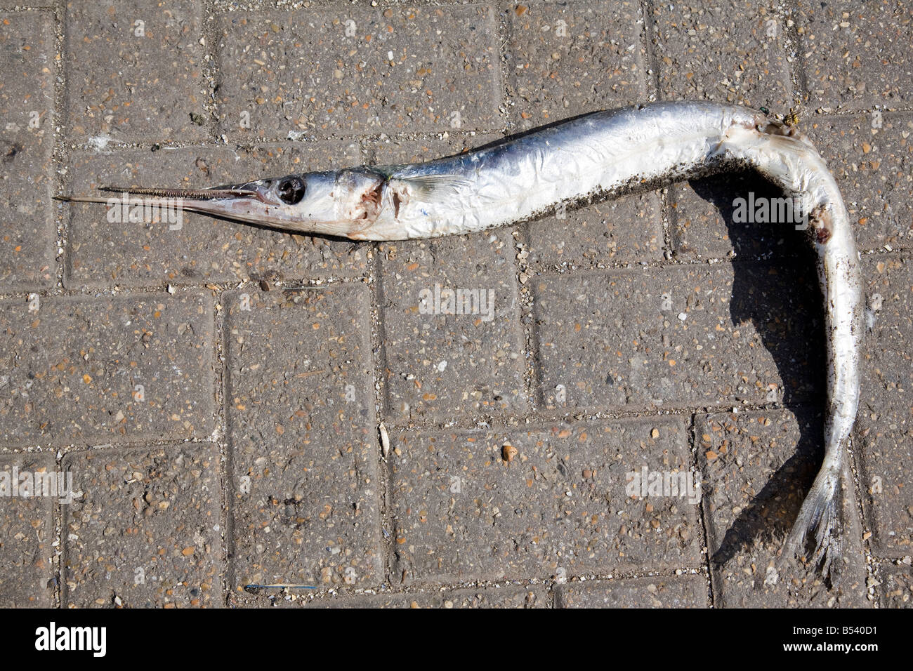 Dead fish gar fish on the dockside, Portsmouth, Hampshire, England ...