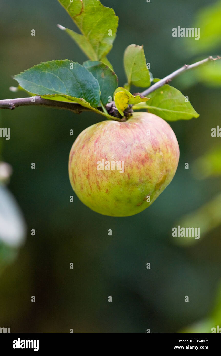Lichen on apple tree hi-res stock photography and images - Alamy