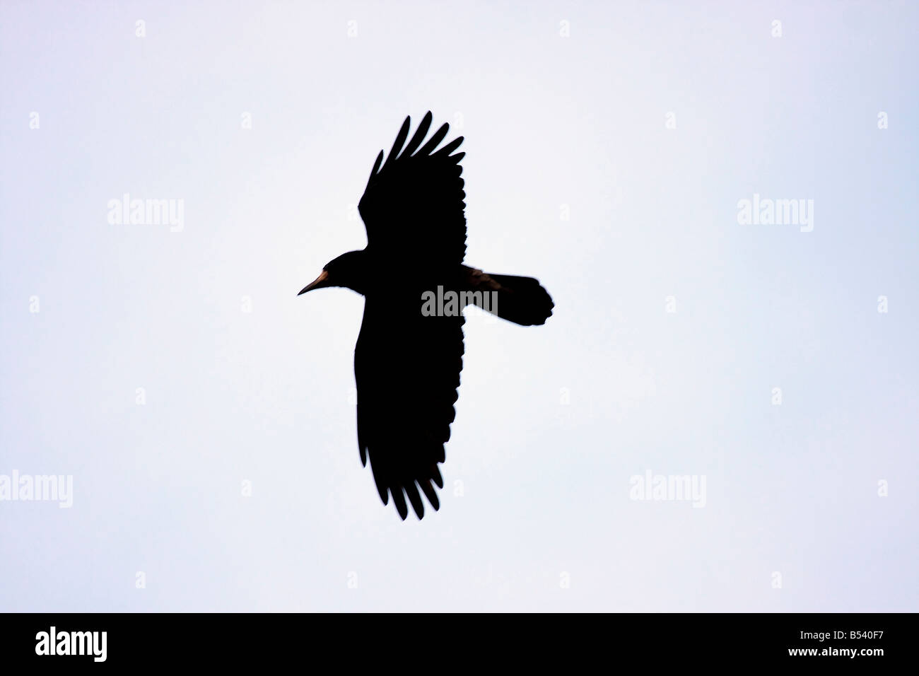 Rook in flight Stock Photo - Alamy