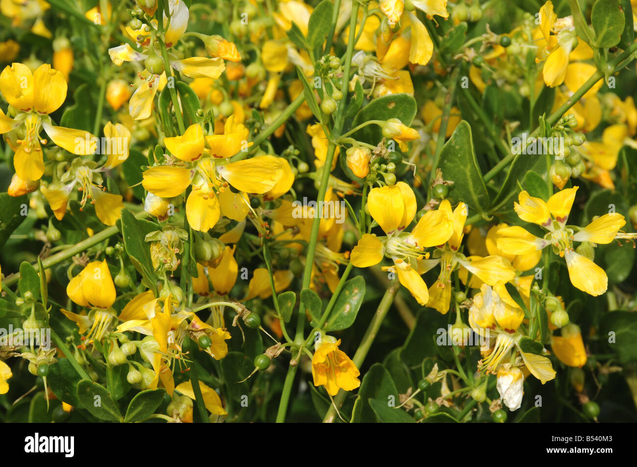 Roepera hi-res stock photography and images - Alamy