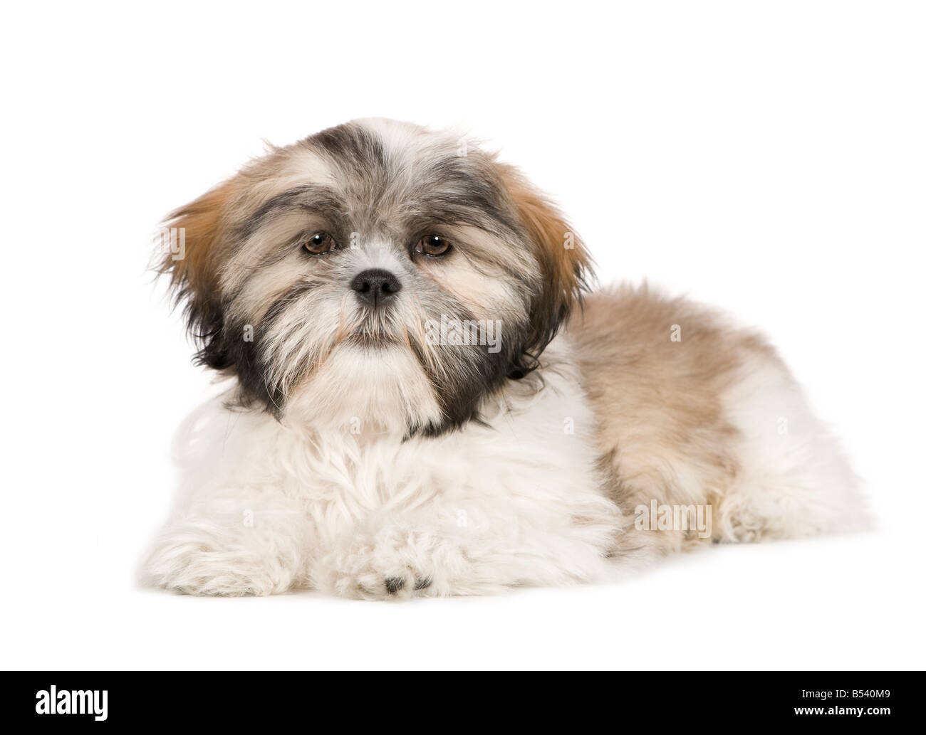 Shih Tzu 4 months in front of a white background Stock Photo - Alamy