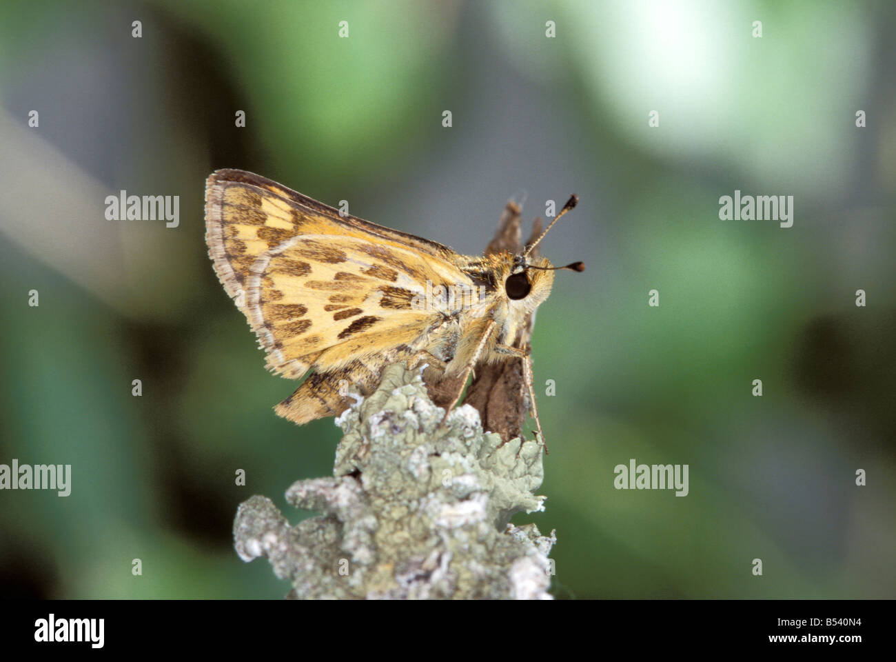 Sandhill Skipper Polites sabuleti tecumsch Stock Photo - Alamy