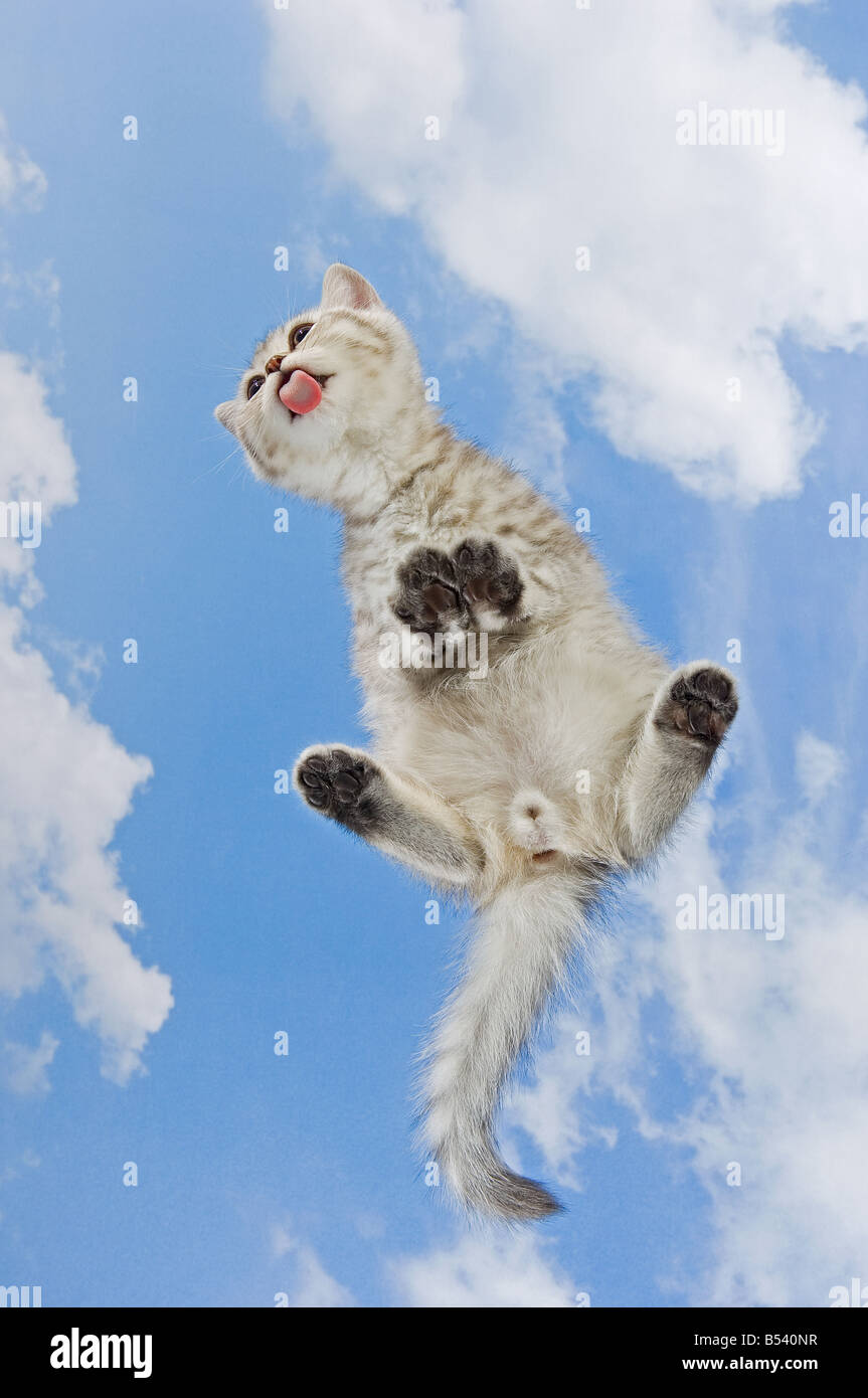 Cats bottom hi-res stock photography and images - Alamy