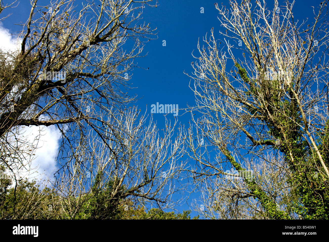 Trees in Holyford Wood, Devon Stock Photo - Alamy