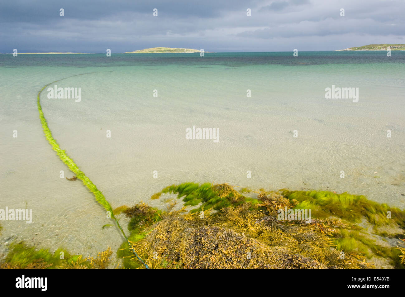 Seaweed growing on the shore of a clear sea at Craighouse, Isle of Jura ...