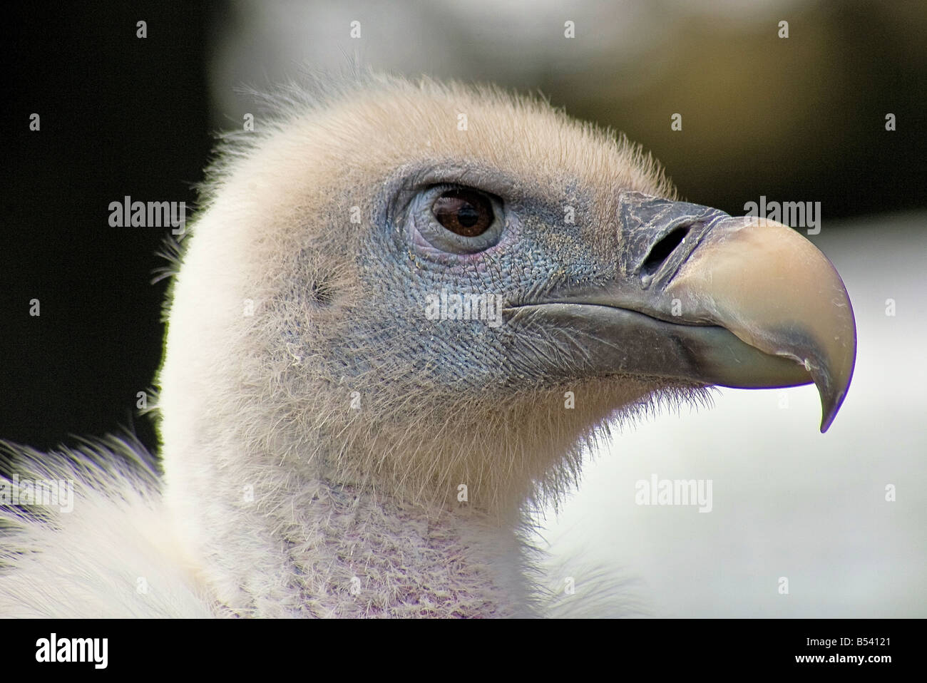 El condor hi-res stock photography and images - Alamy