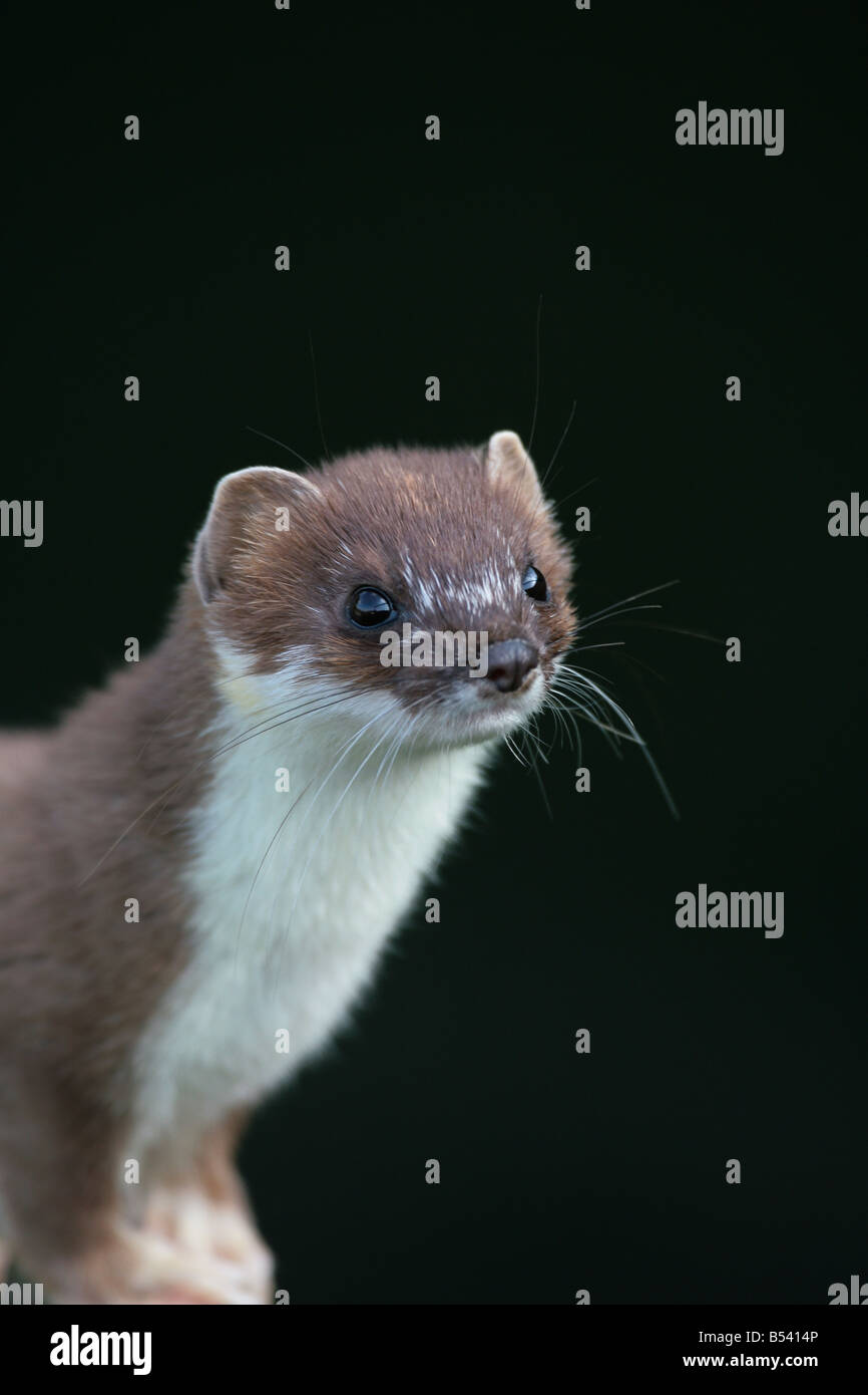 Stoat Mustela erminea Stock Photo - Alamy