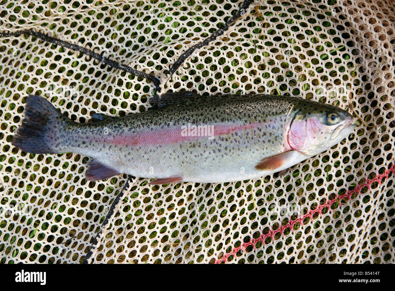 Rainbow trout hi-res stock photography and images - Alamy