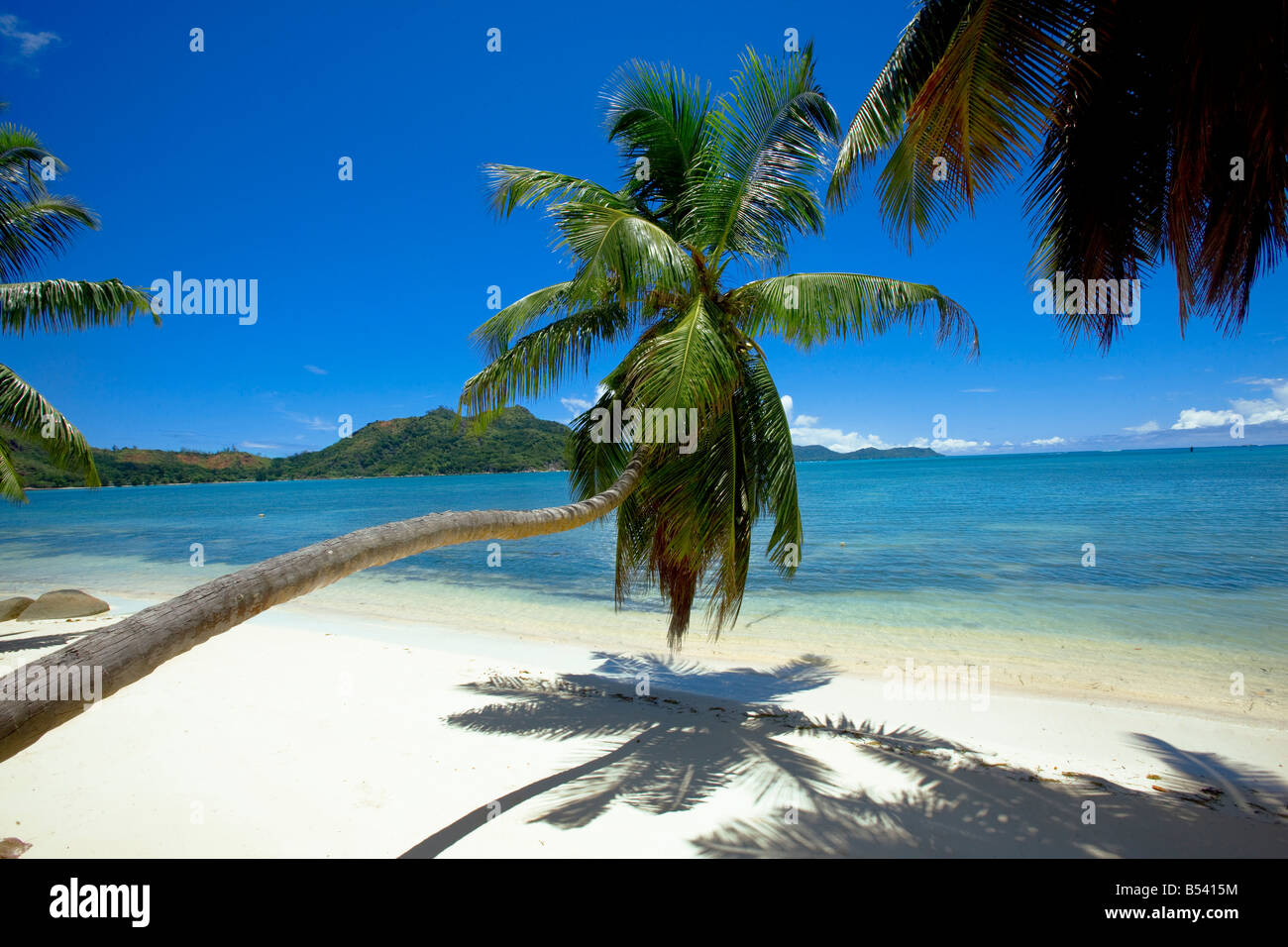 Palm tree in Praslin island Seychelles Stock Photo - Alamy