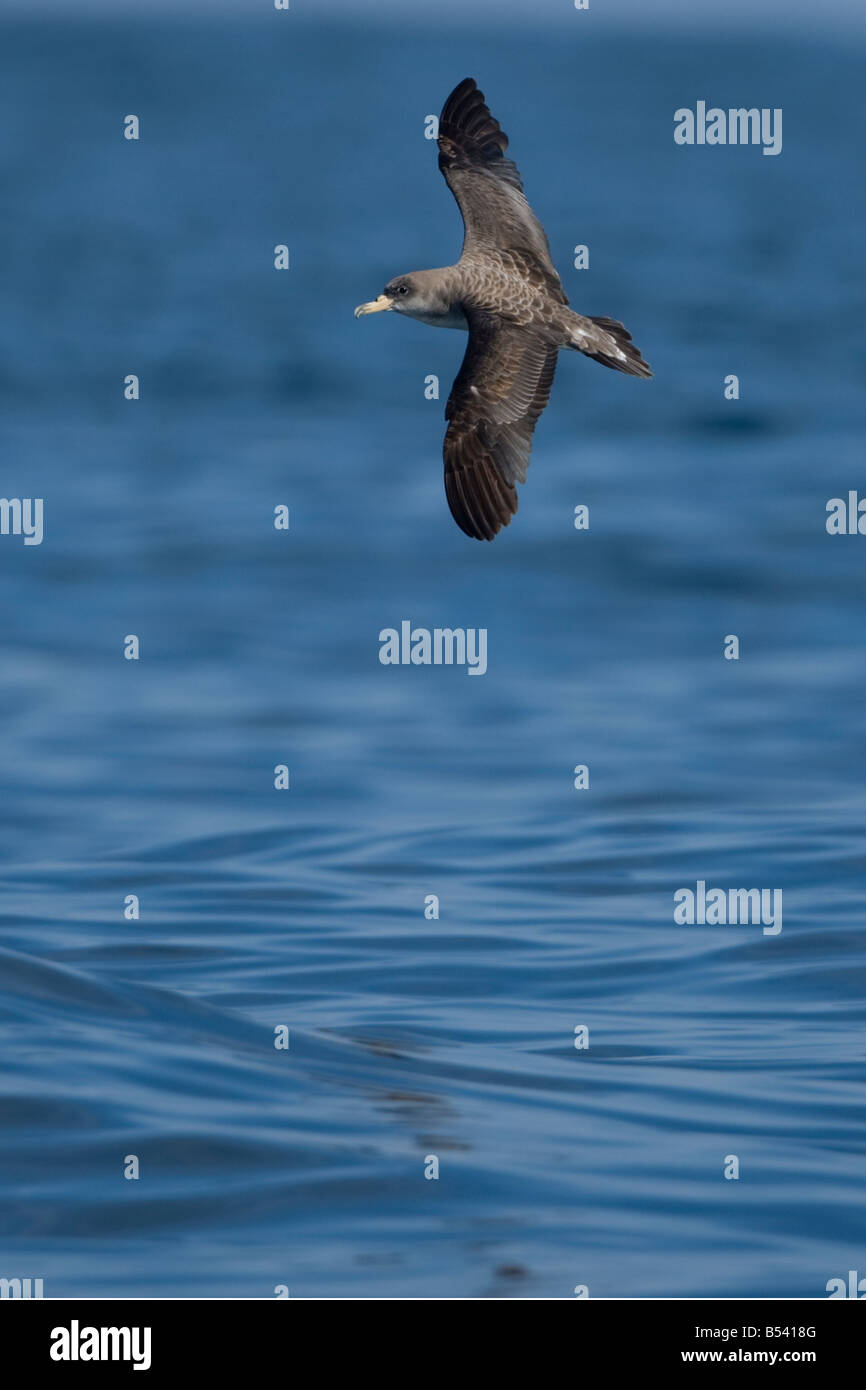 Cory's Shearwater Calonectris diomedea borealis Stock Photo - Alamy