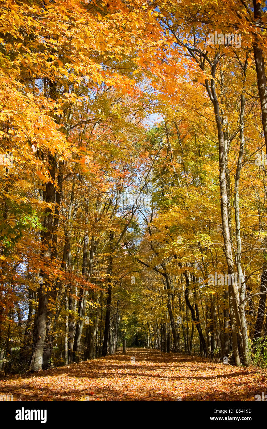 Beautiful autumn trail with bright orange leaves and trees Stock Photo ...