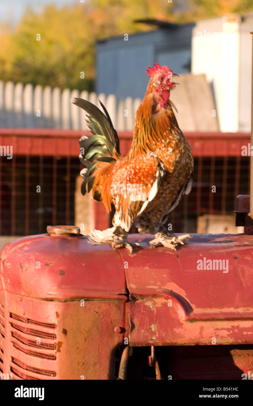 Rooster at Allenholm Farm in "South Hero" VT Stock Photo - Alamy