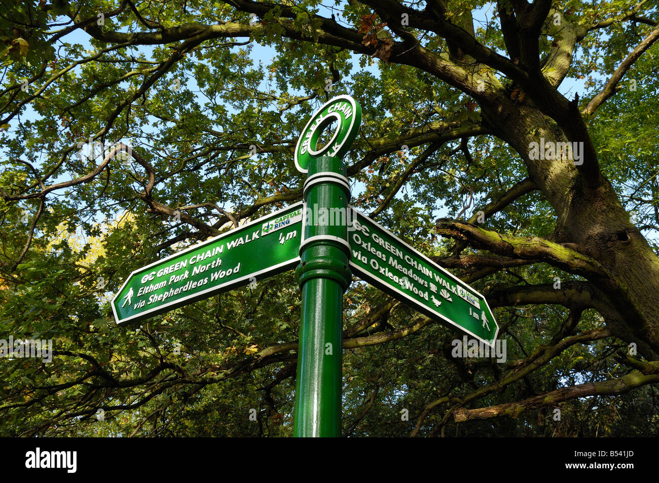 green chain walk sign post in south east London looking up with mature ...