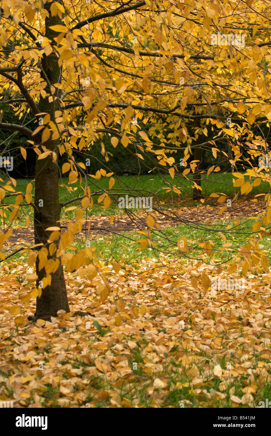 Yellow Falling Leaves Stock Photo - Alamy