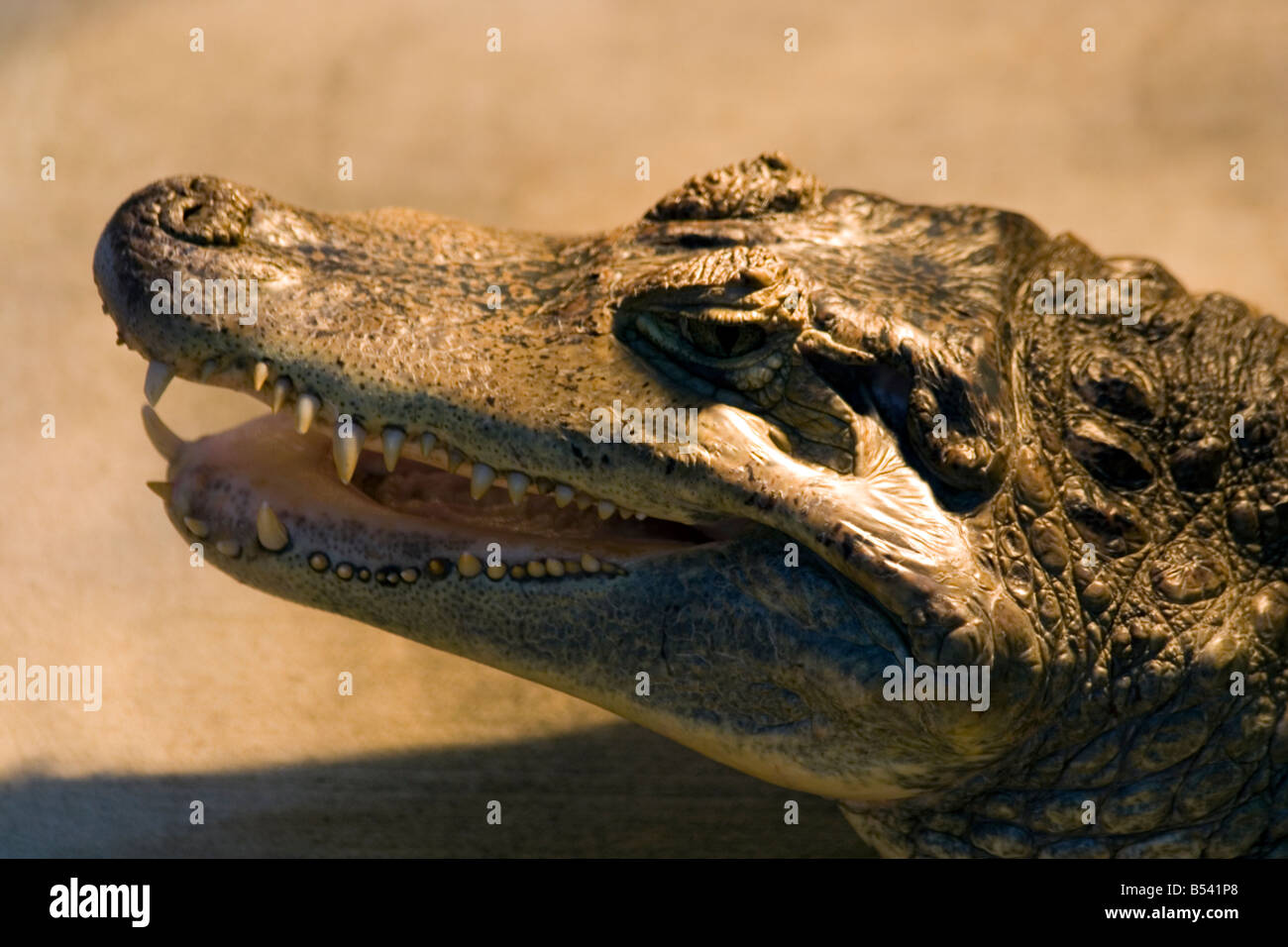 The spectacled caiman (Caiman crocodilus Stock Photo - Alamy