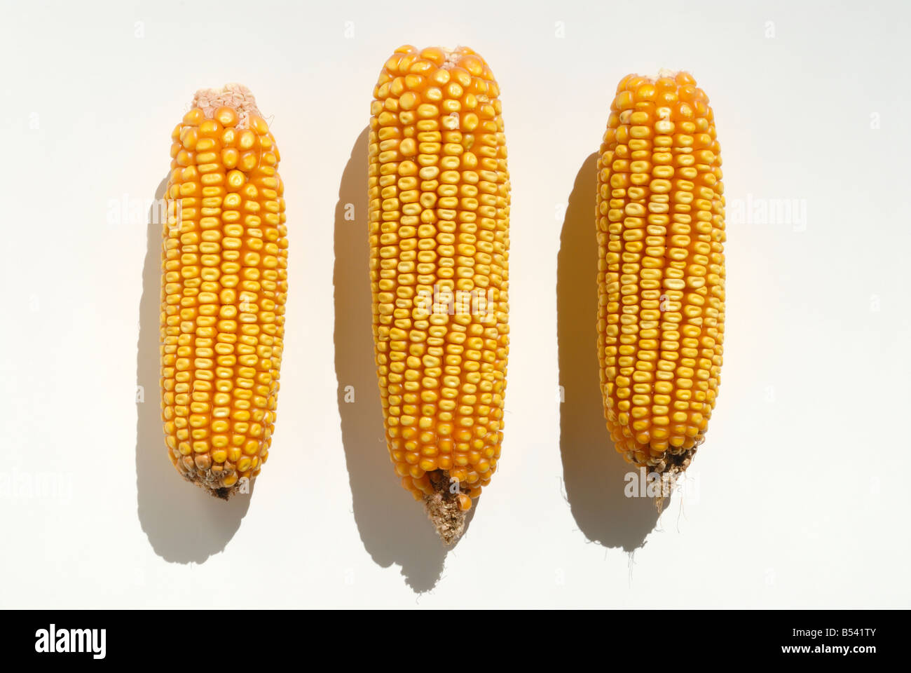 Corncobs with kernel dent Stock Photo - Alamy