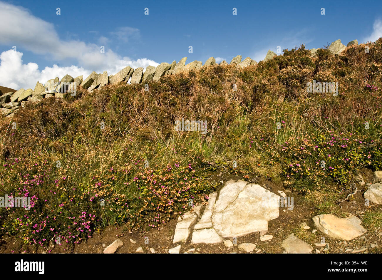 Heather rock stone hi-res stock photography and images - Alamy