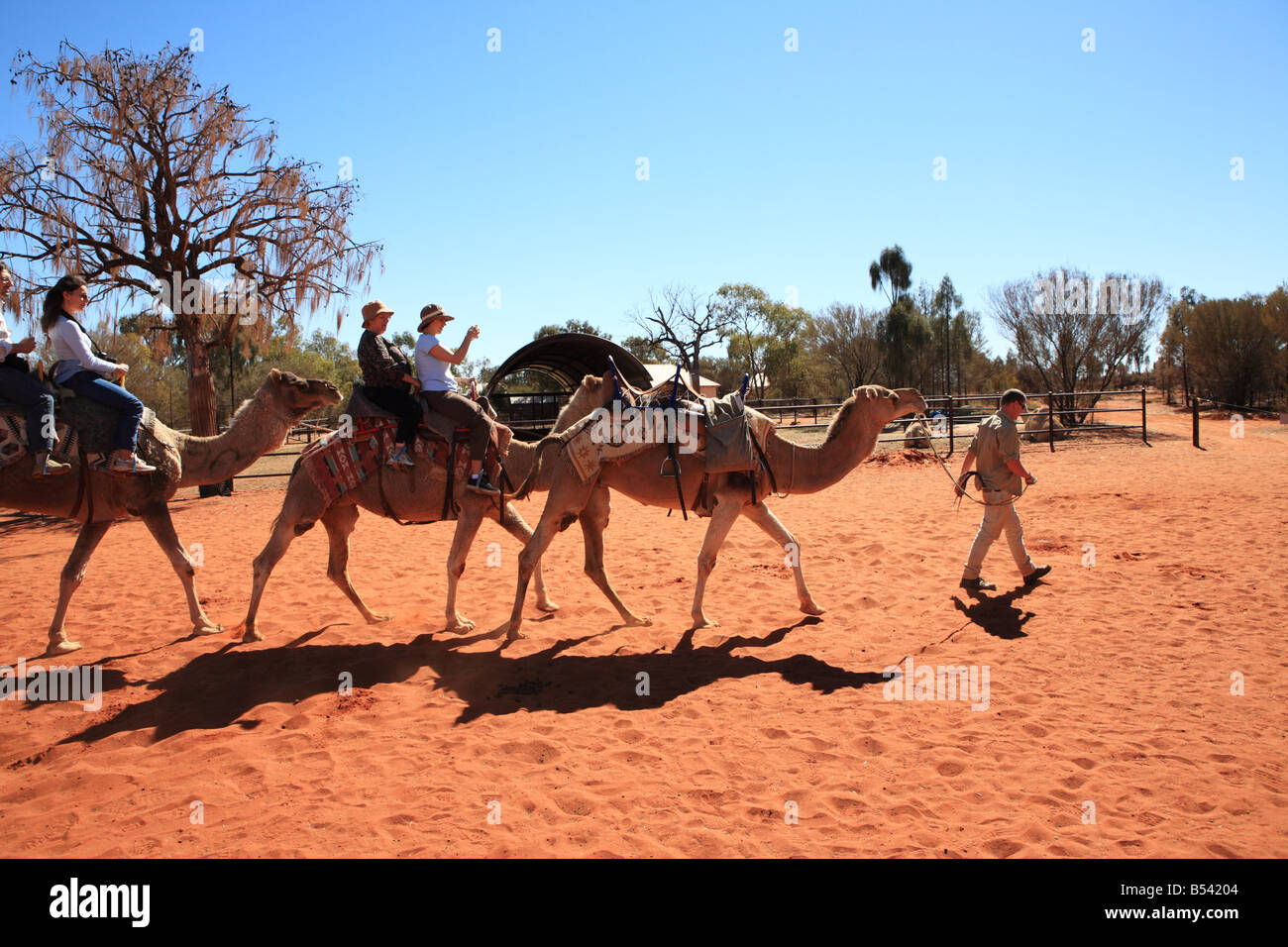 Camel train, Northern Territory Stock Photo - Alamy