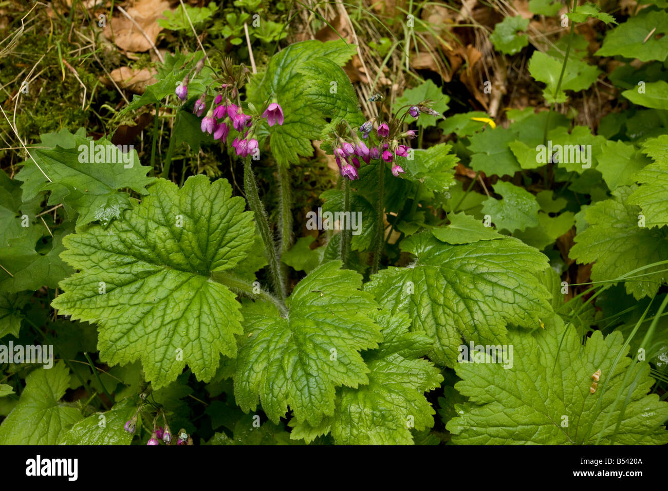 Alpine bells Cortusa matthiola in the Piatra Craiulu Mountains National ...