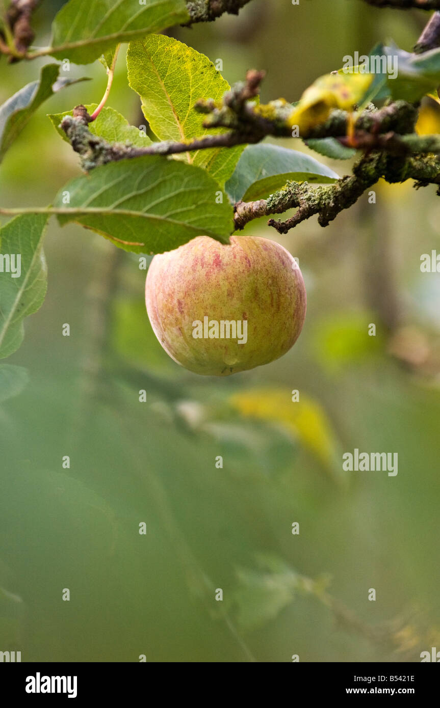 English apple on the bough Stock Photo - Alamy