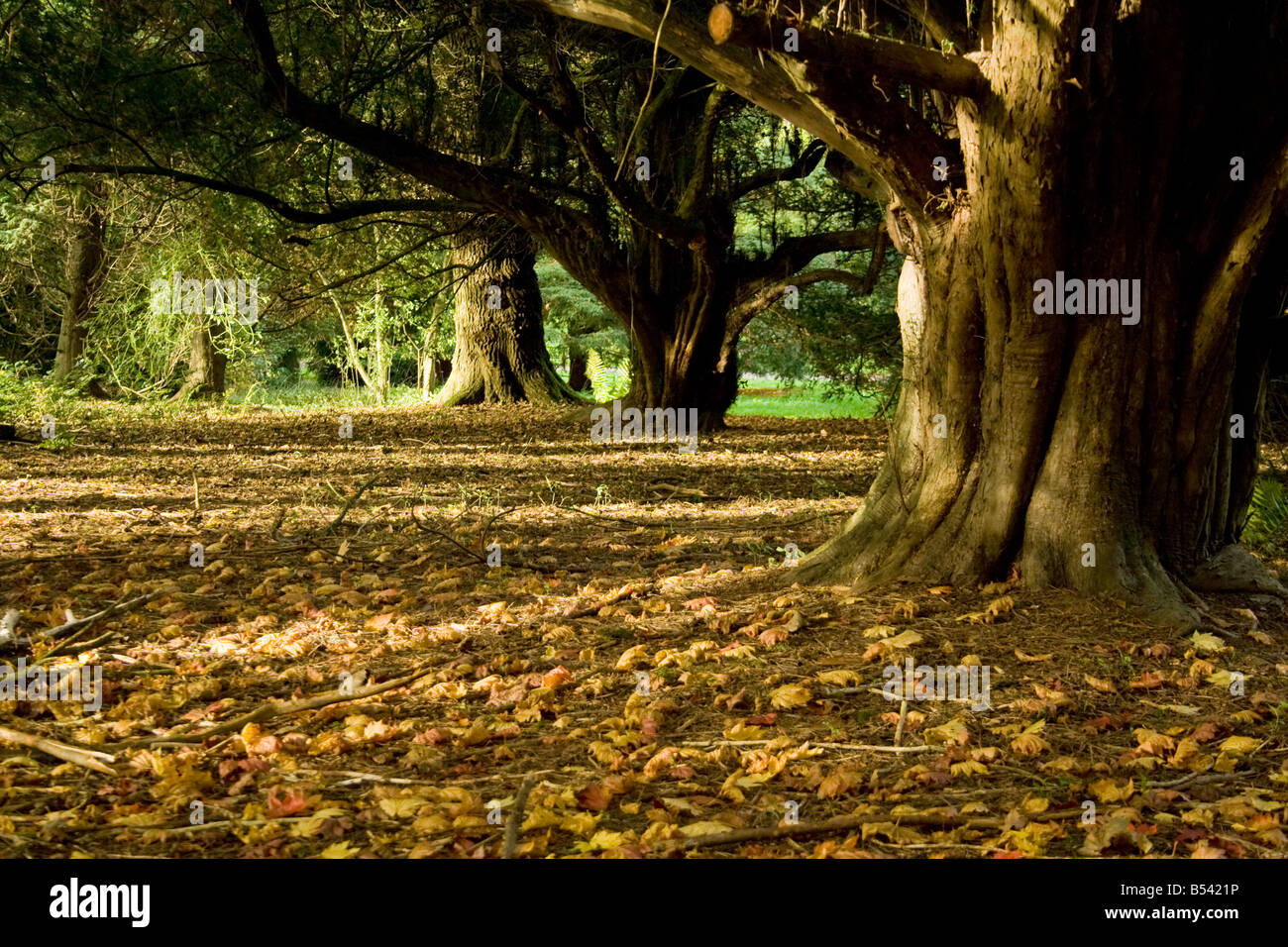 Woodland floor beneath Yew trees Stock Photo - Alamy